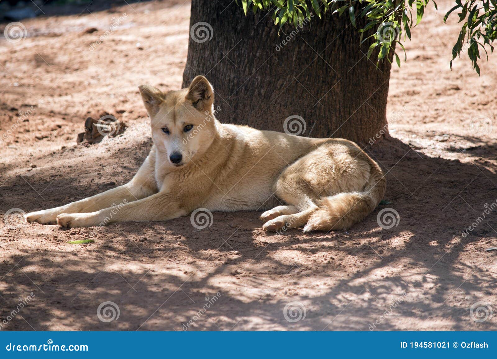 The Golden Dingo is Resting Under a Tree Stock Image - Image of ...
