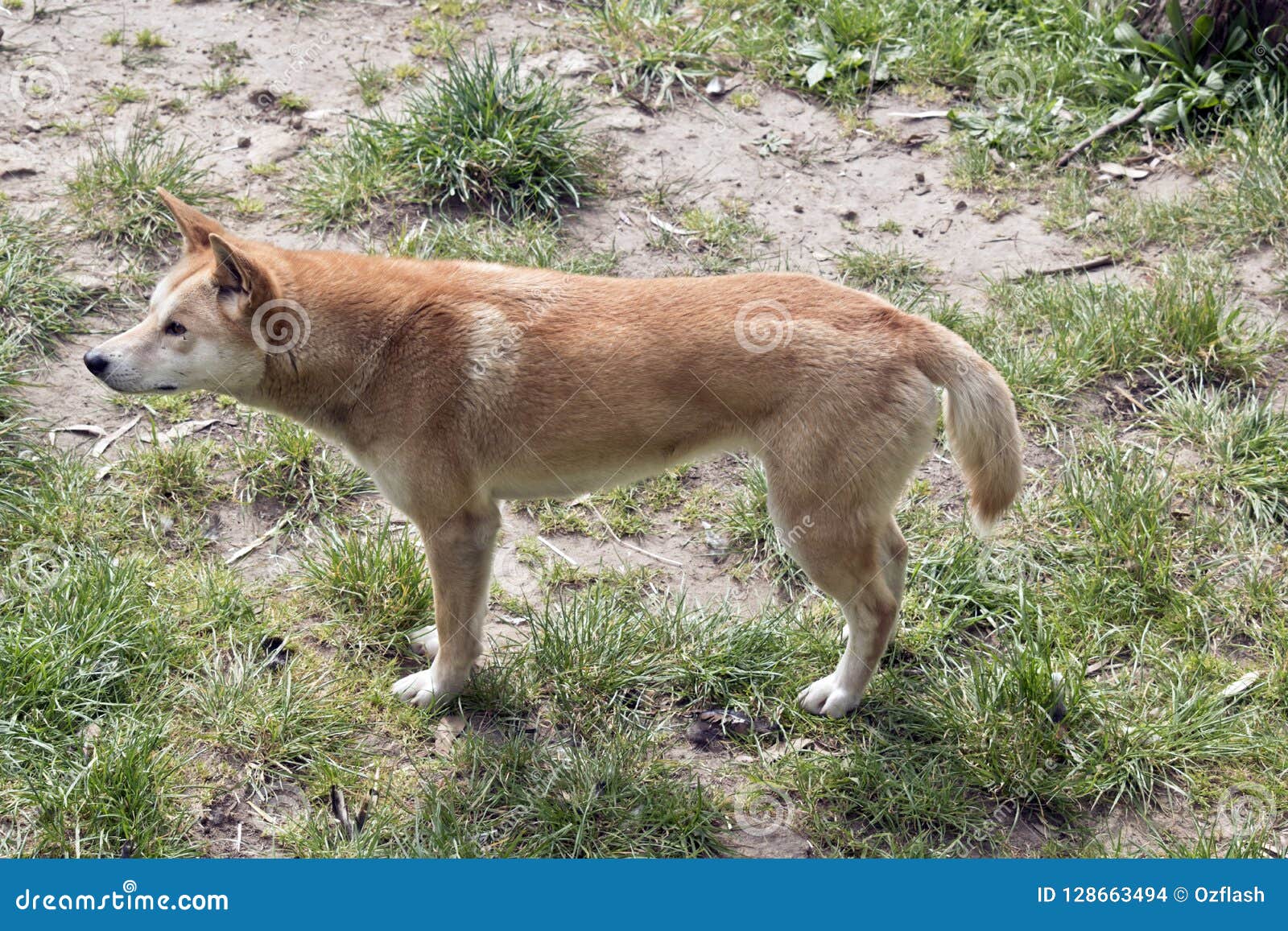 A golden dingo stock photo. Image of animal, black, vicious - 128663494