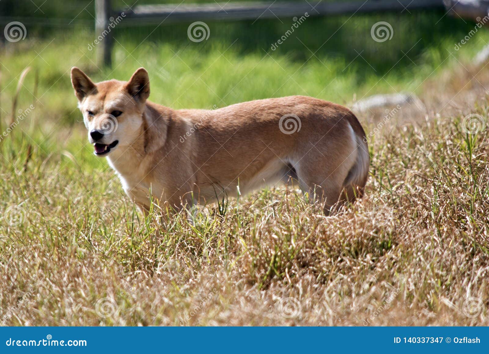 A golden dingo stock image. Image of wildlife, killers - 140337347