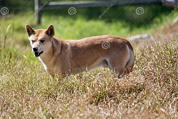 A golden dingo stock image. Image of wildlife, killers - 140337347