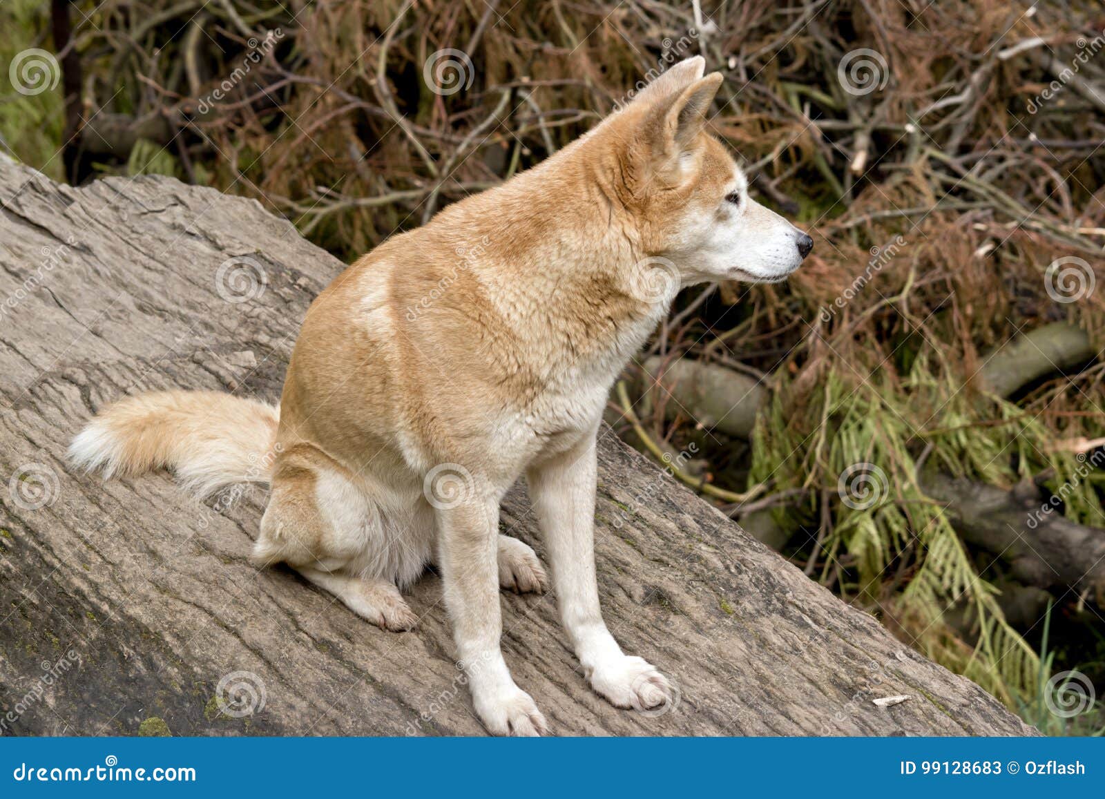 Golden dingo stock image. Image of golden, nose, dingo - 99128683