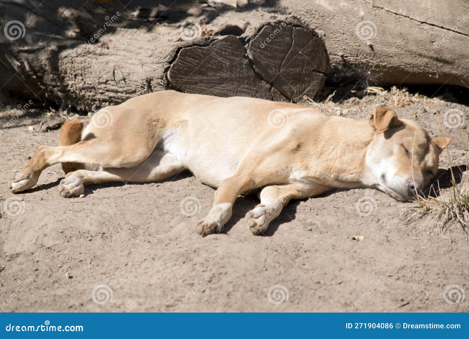 The Golden Dingo is Sleeping in the Dirt Stock Photo - Image of wild, resting: 271904086