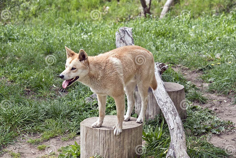 A golden dingo stock image. Image of brown, nose, dingo - 128663495