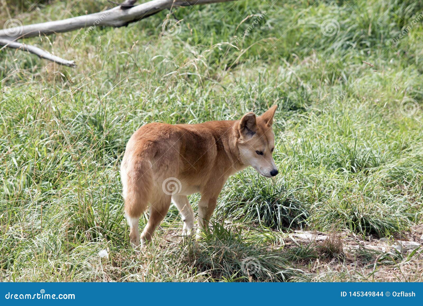 The Golden Dingo Walking in the Grass Stock Photo - Image of long, wolf ...