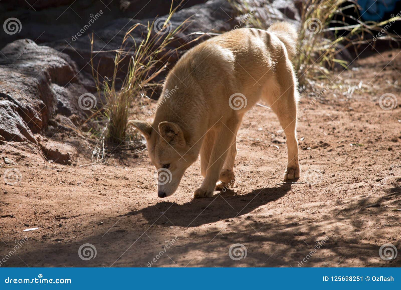 A golden dingo stock image. Image of black, vicious - 125698251