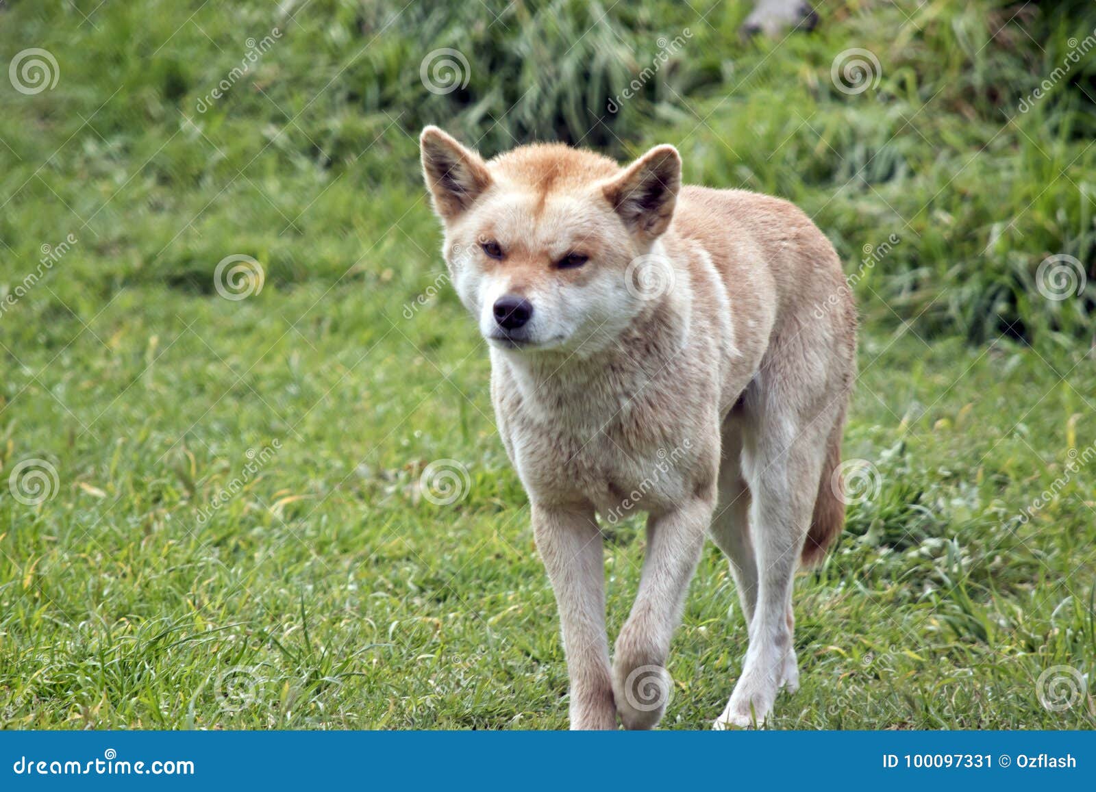 Golden dingo stock image. Image of fluffy, brown, whiskers - 100097331