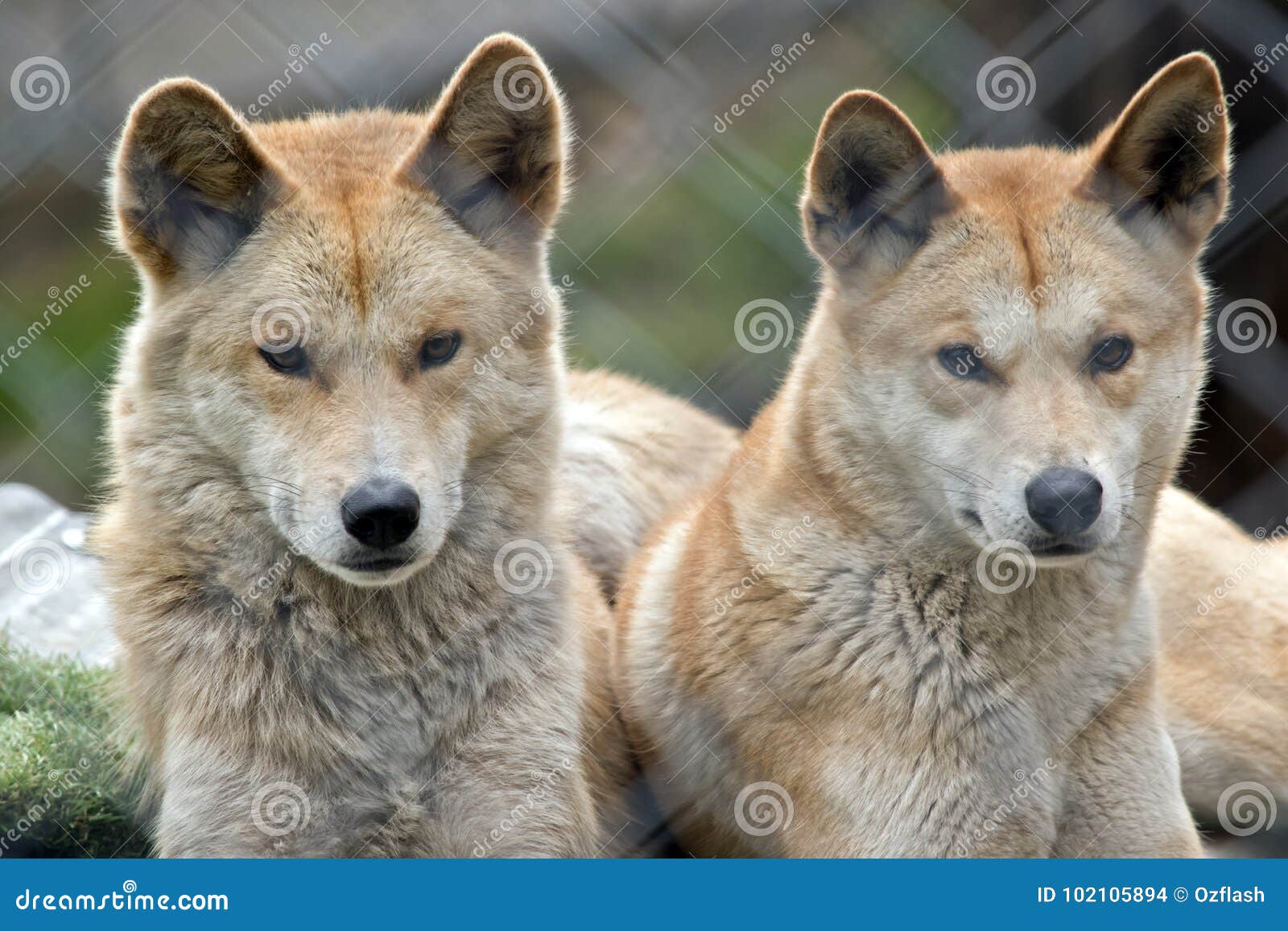 Golden dingos stock photo. Image of dingos, tail, black - 102105894