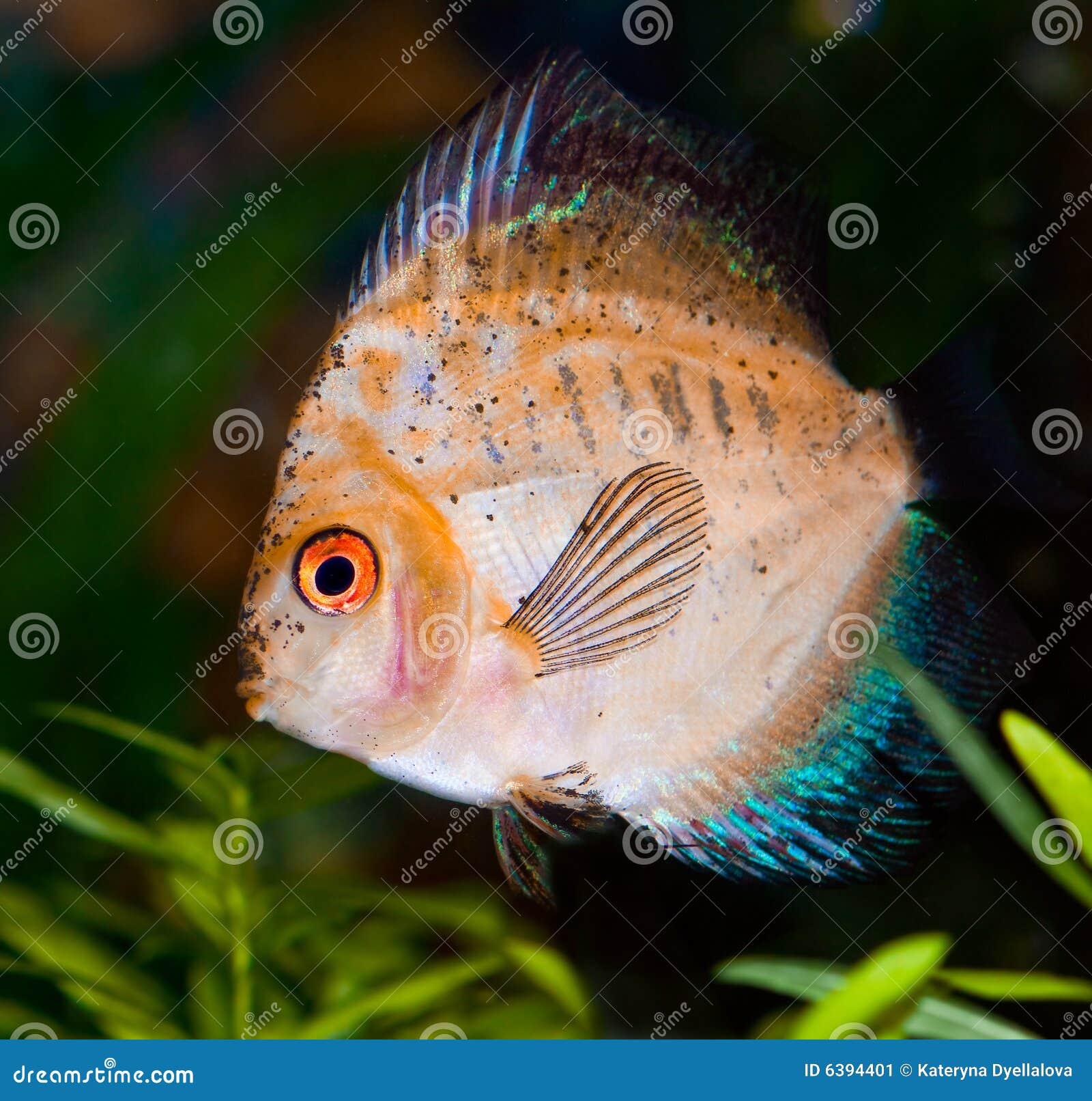 Golden Discus Fish stock image. Image of decorative, fish - 6394401