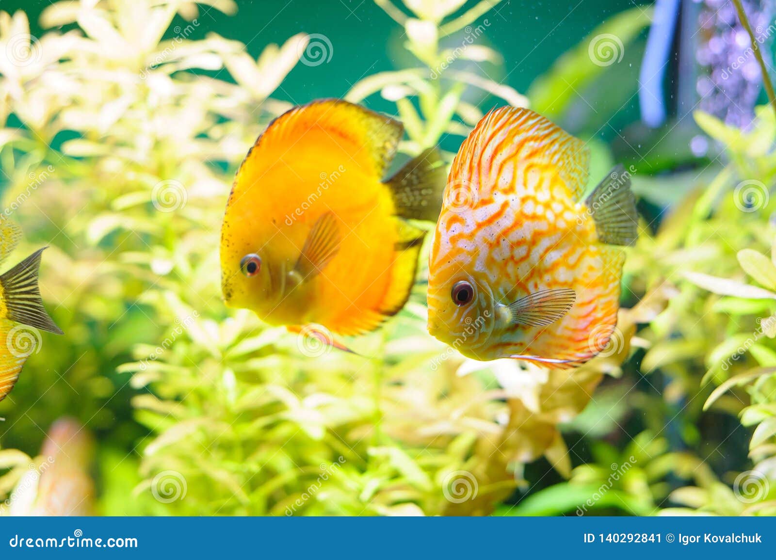 Golden Discus Pompadour Fish Stock Image - Image of animal, cute: 140292841