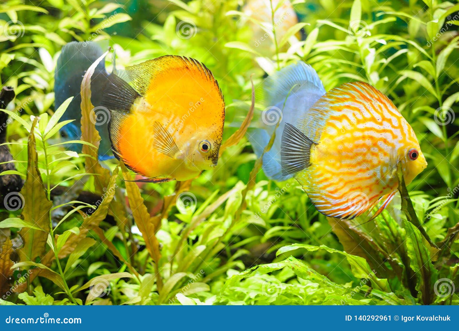 Golden Discus Pompadour Fish Stock Image - Image of decorative, marine ...