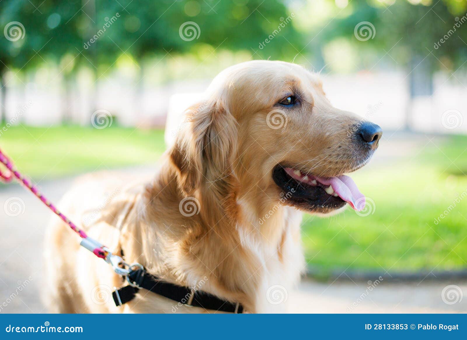 Golden dog portrait stock image. Image of puppy, head - 28133853