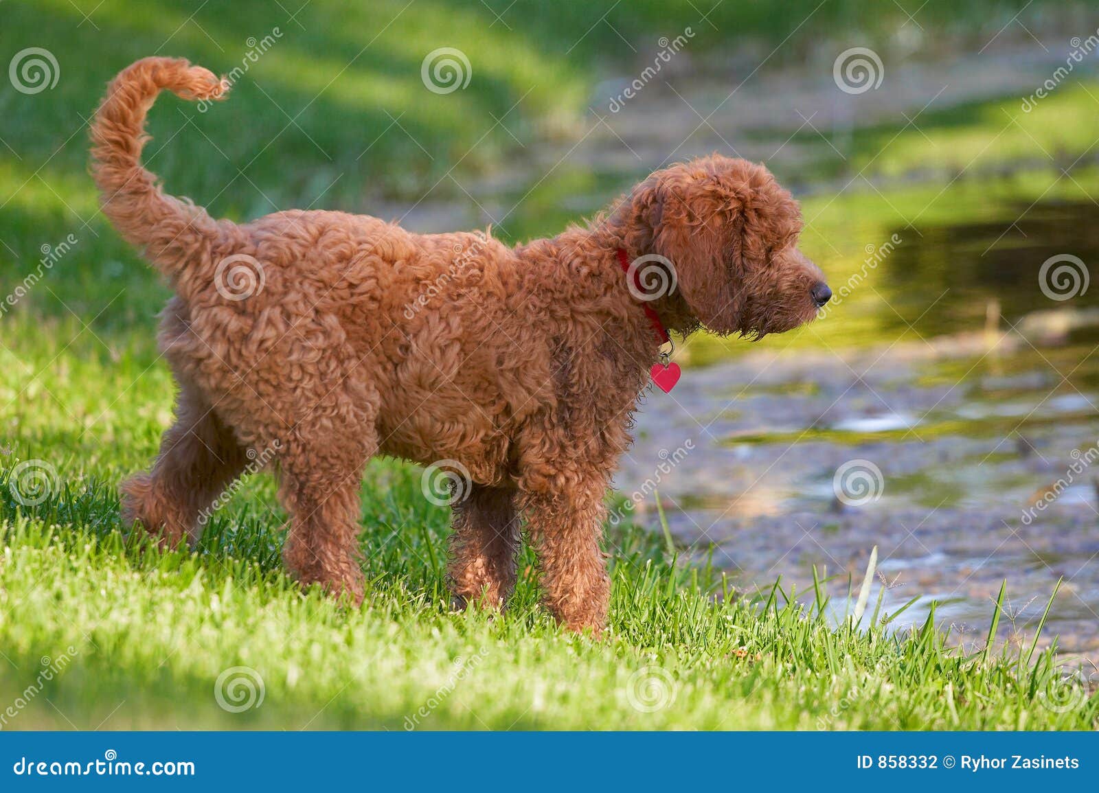 Golden doodle stock photo. Image of water, poodle, golden - 858332