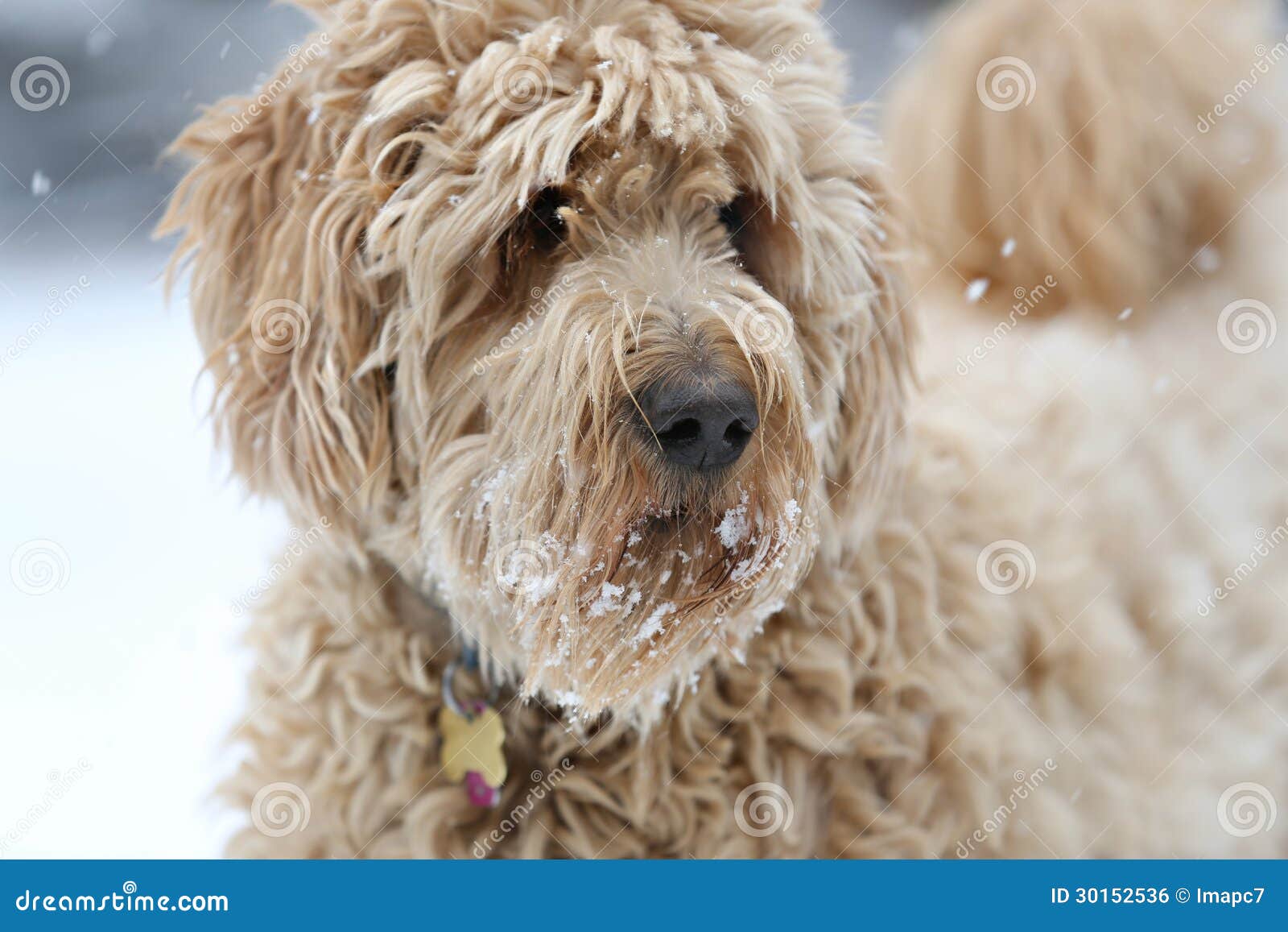 A Golden Doodle Dog in the Snow Stock Photo - Image of easter, spring ...