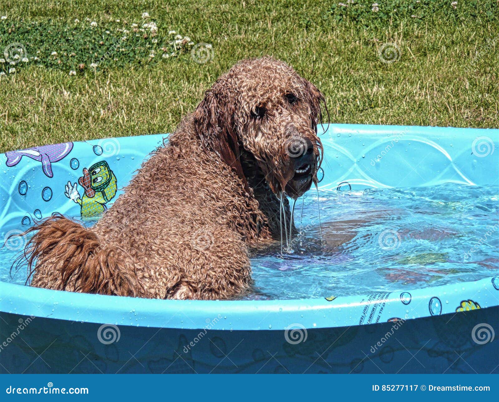 Golden Doodle in Swimming Pool Stock Image - Image of swimming, water ...