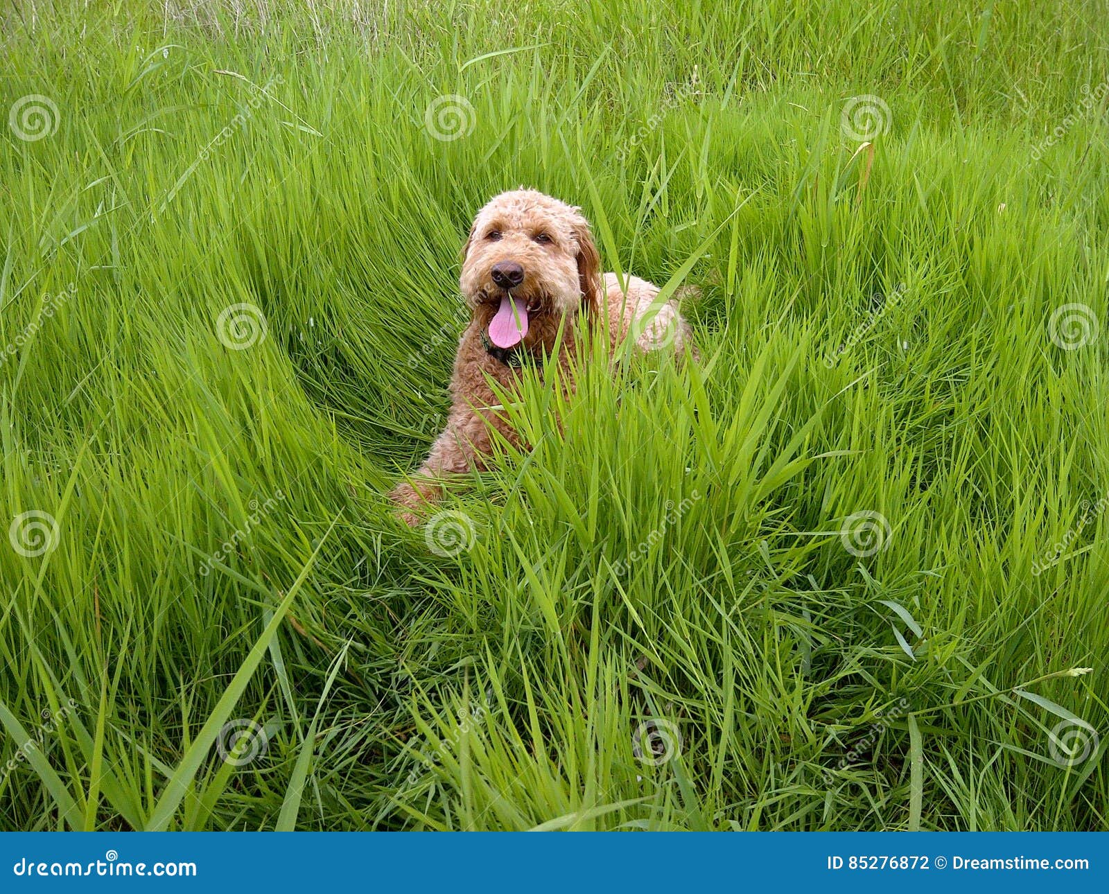 Golden Doodle in Tall Grass Stock Photo - Image of playing, summer ...