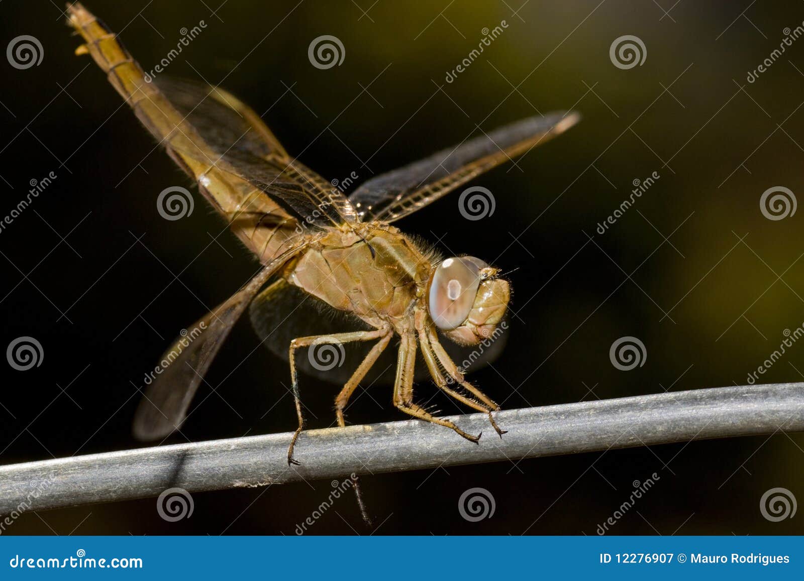 Golden Dragon fly stock image. Image of beauty, closeup - 12276907