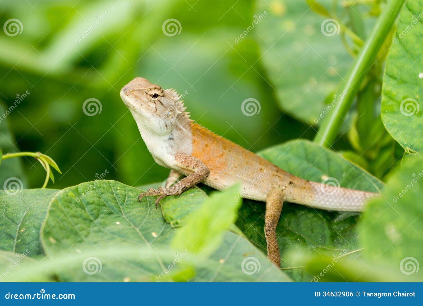 Golden dragon stock photo. Image of green, wildlife, island - 34632906