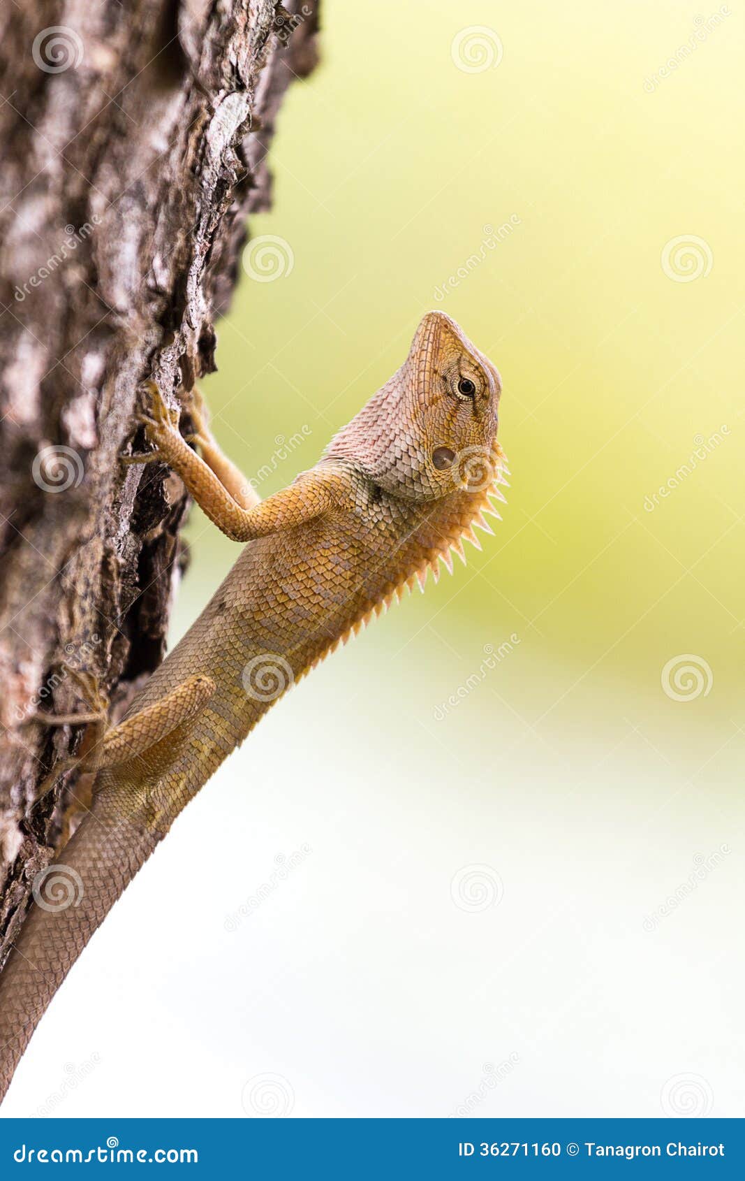 Golden dragon stock photo. Image of tropical, caribbean - 36271160