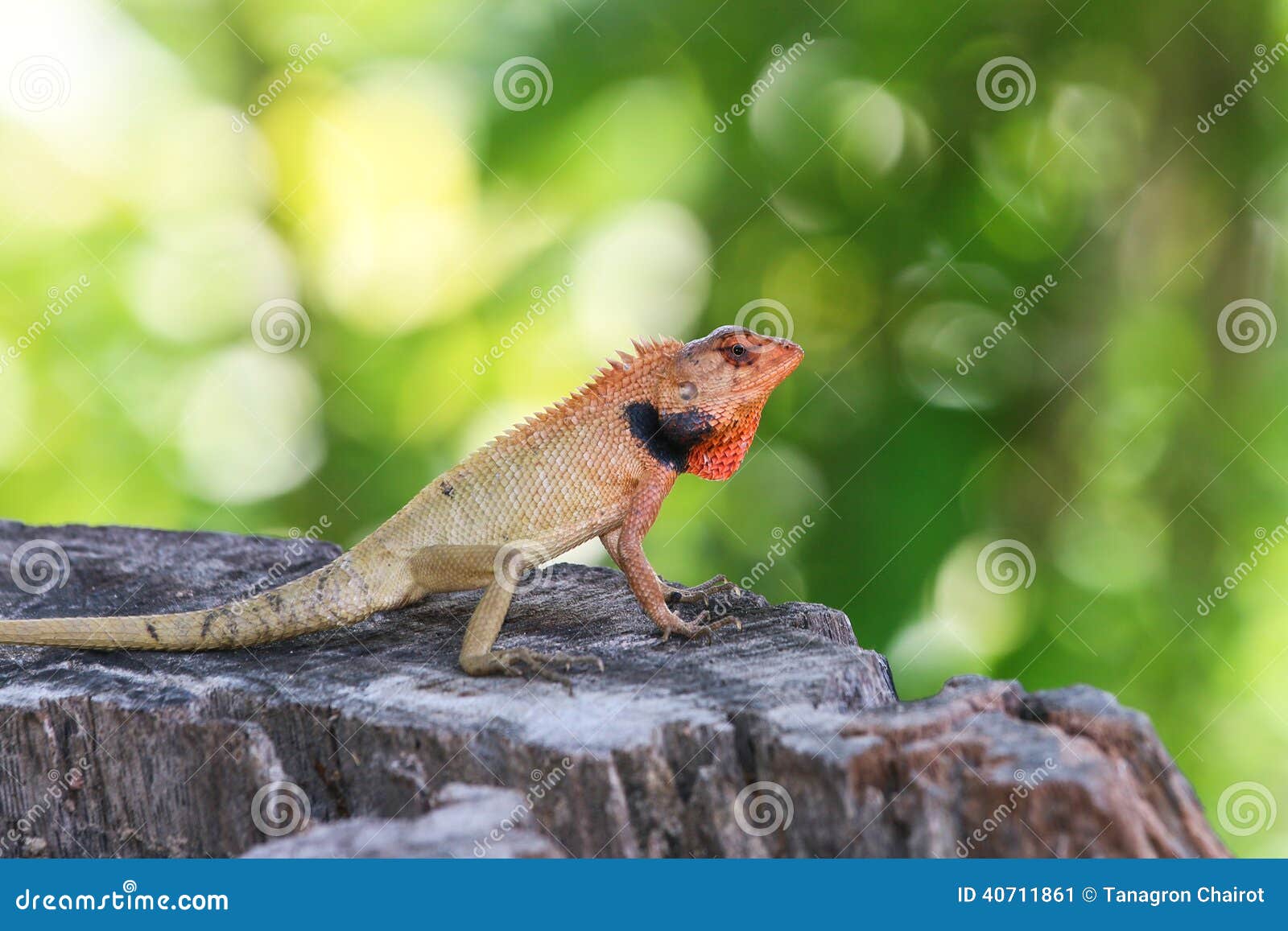 Golden dragon stock image. Image of beauty, large, outdoors - 40711861