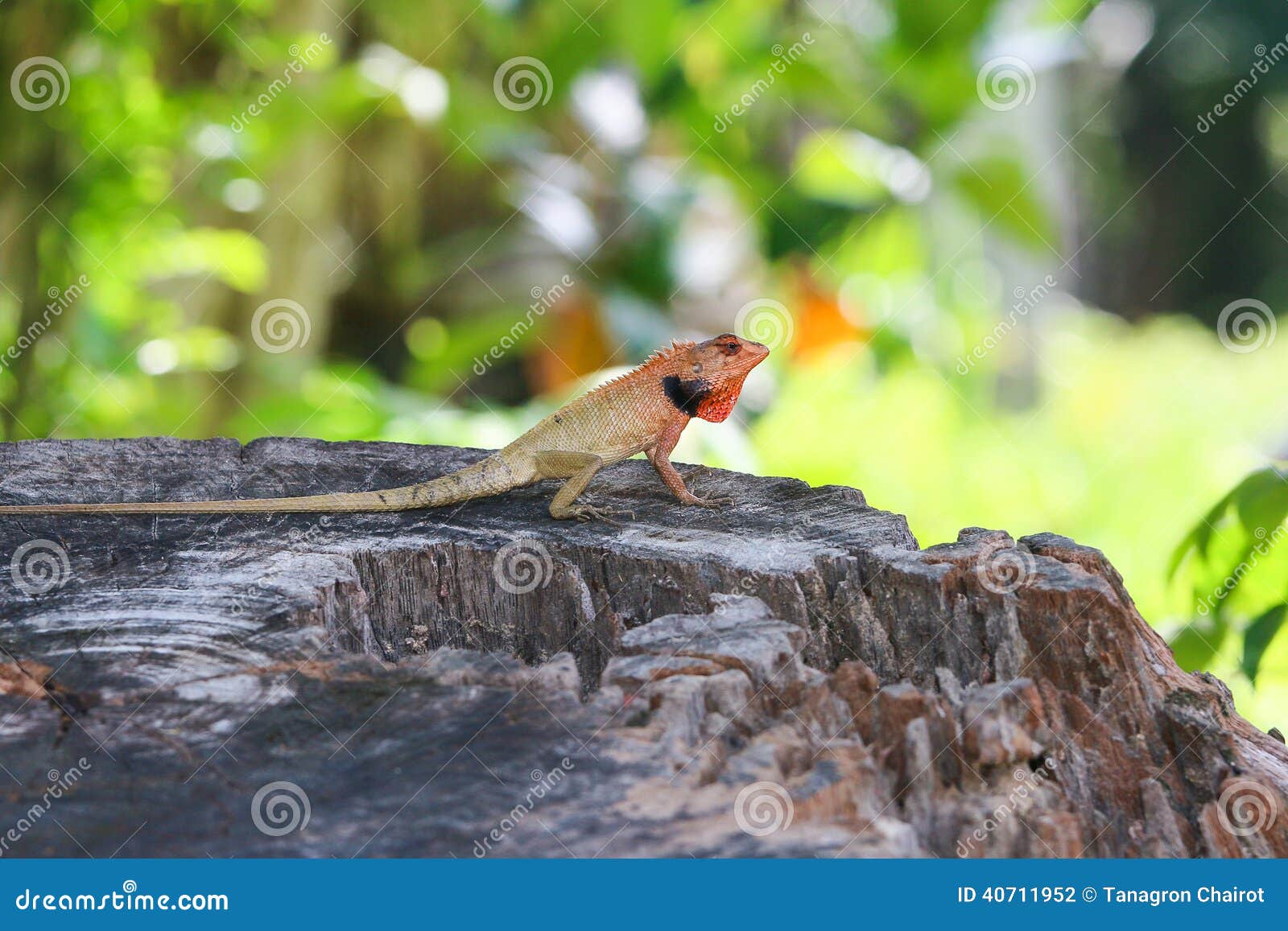 Golden dragon stock photo. Image of scale, rock, lizard - 40711952