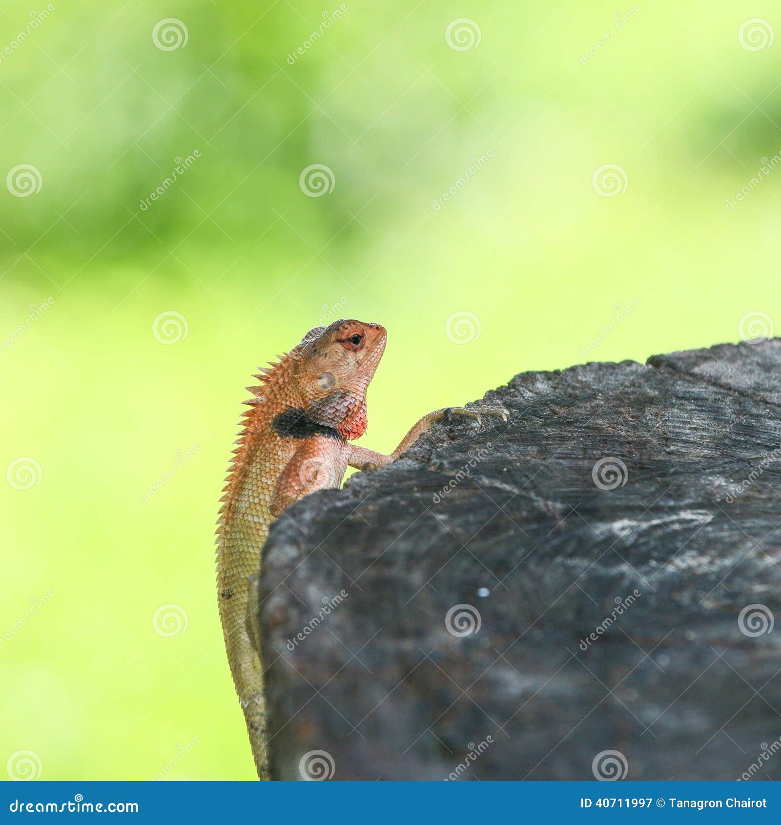 Golden dragon stock image. Image of tropical, bearded - 40711997