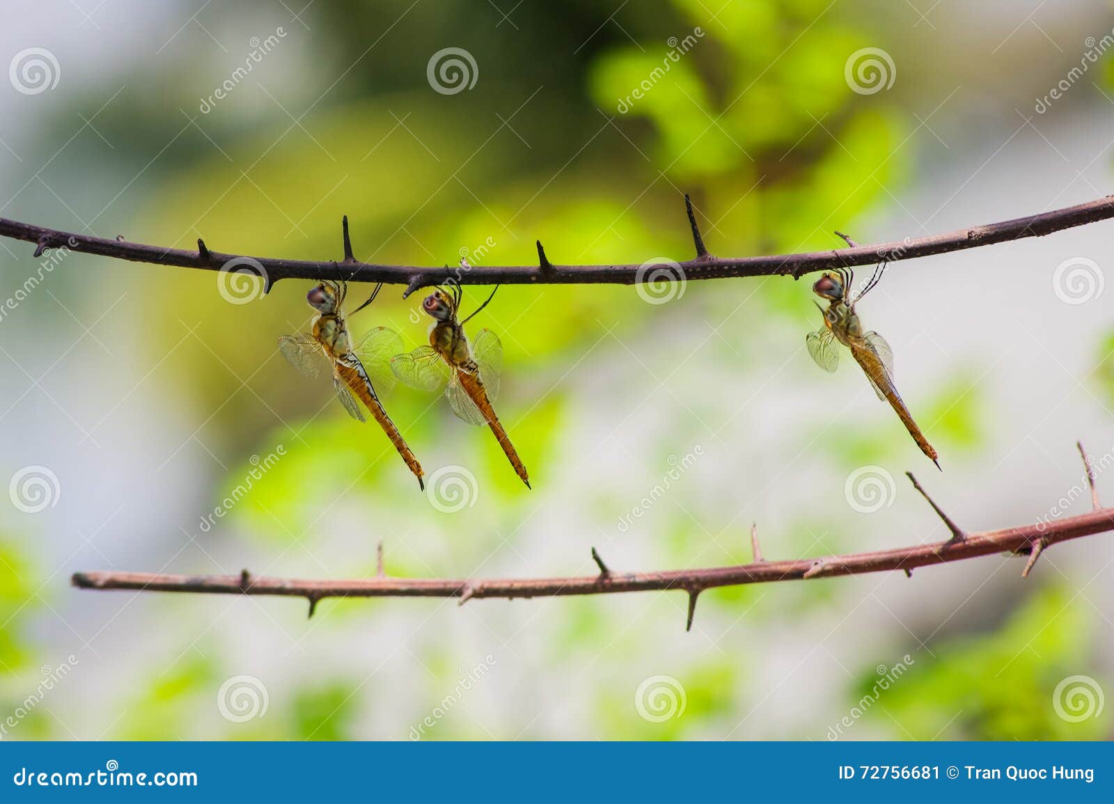 Golden Dragonflies in a Row Stock Image - Image of background, green ...