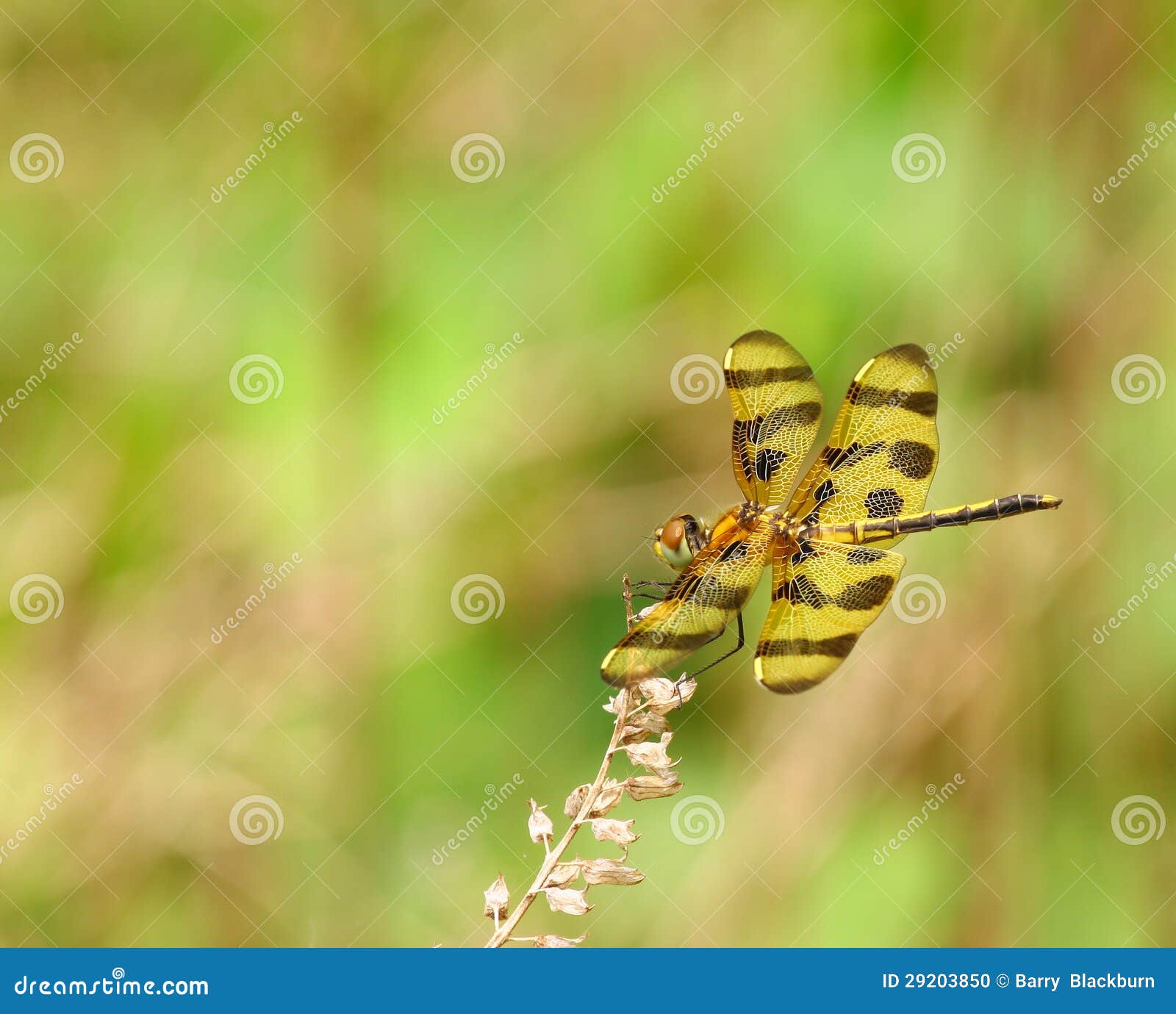 Golden Dragonfly stock photo. Image of fasciata, nature - 29203850