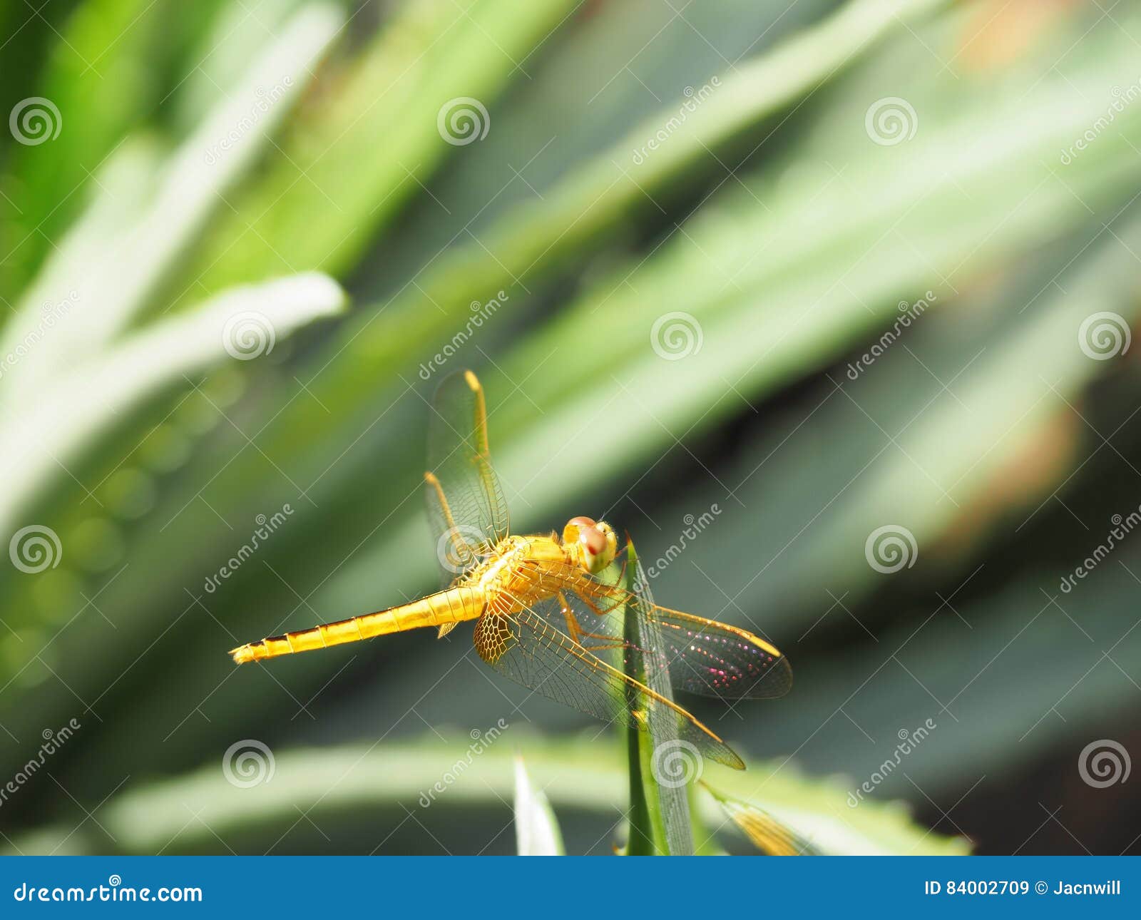 Golden Dragonfly stock image. Image of insects, sound - 84002709