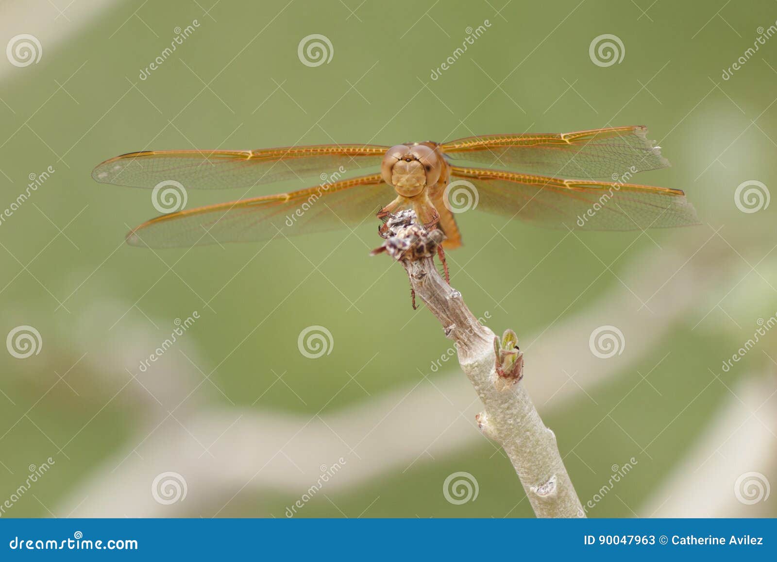 Golden Dragonfly stock image. Image of perched, desert - 90047963