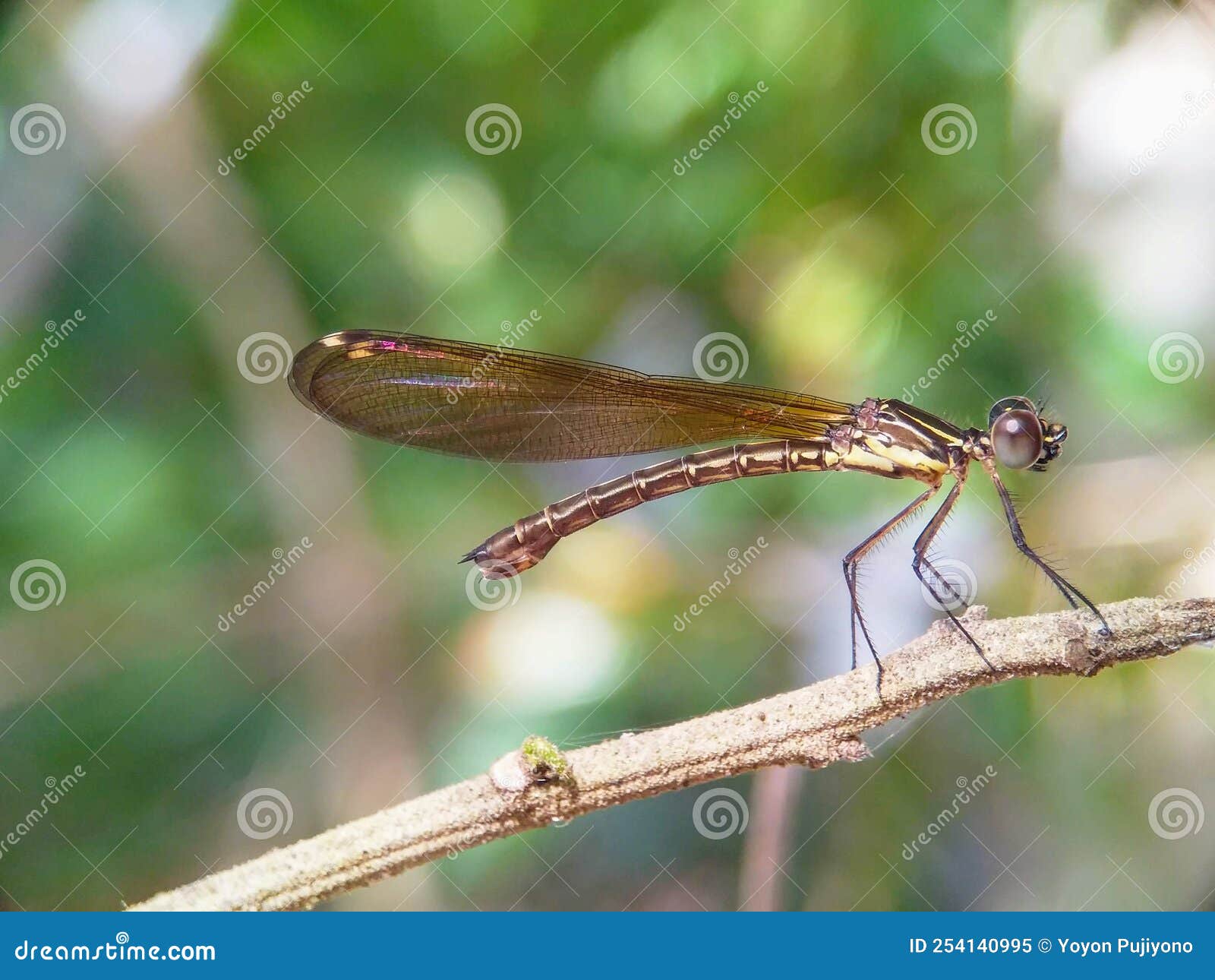 Golden Dragonfly Perch on Branch or Twig with Isolated Background Stock ...