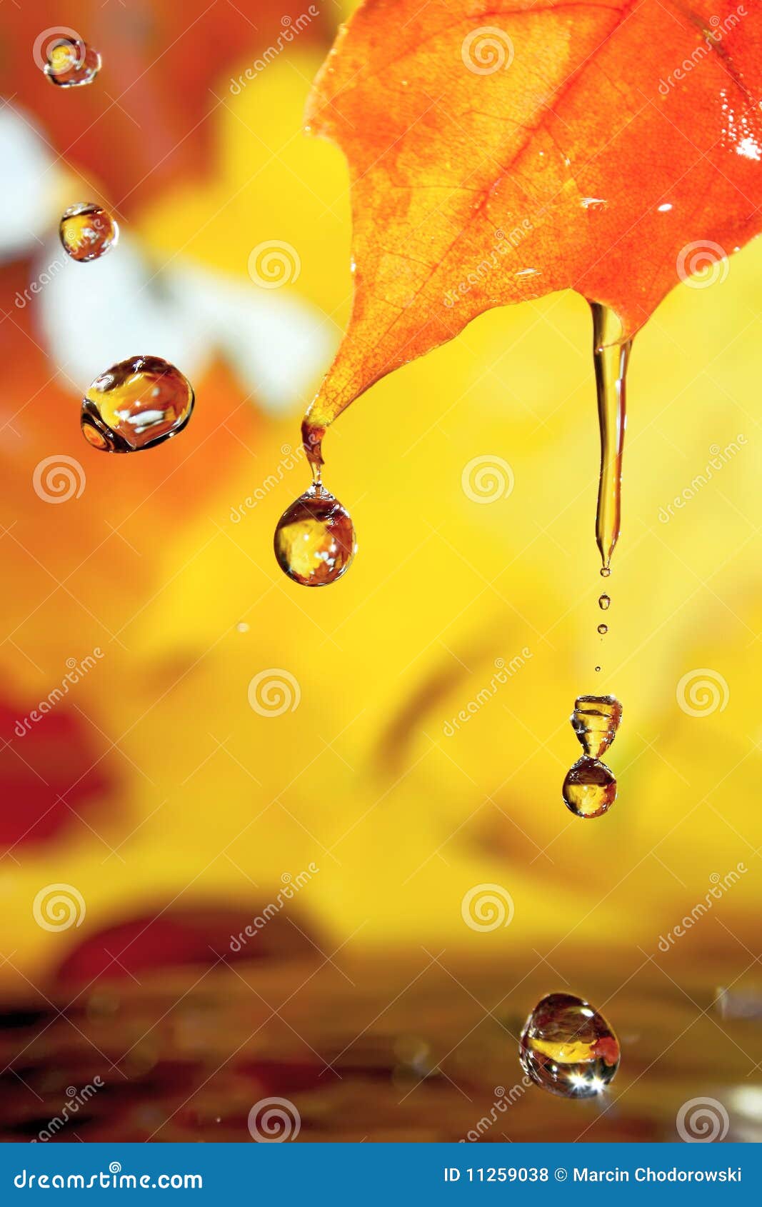 Golden drops stock photo. Image of golden, orange, nature - 11259038