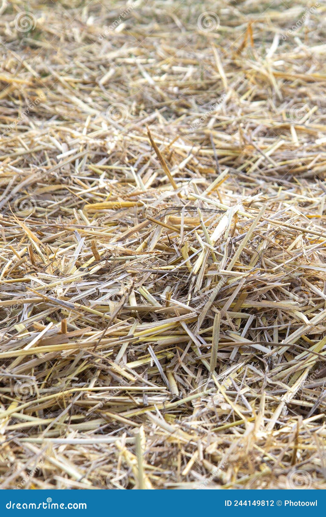 Golden Dry Hay, Straw. Thatch Texture Stock Photo - Image of brown ...