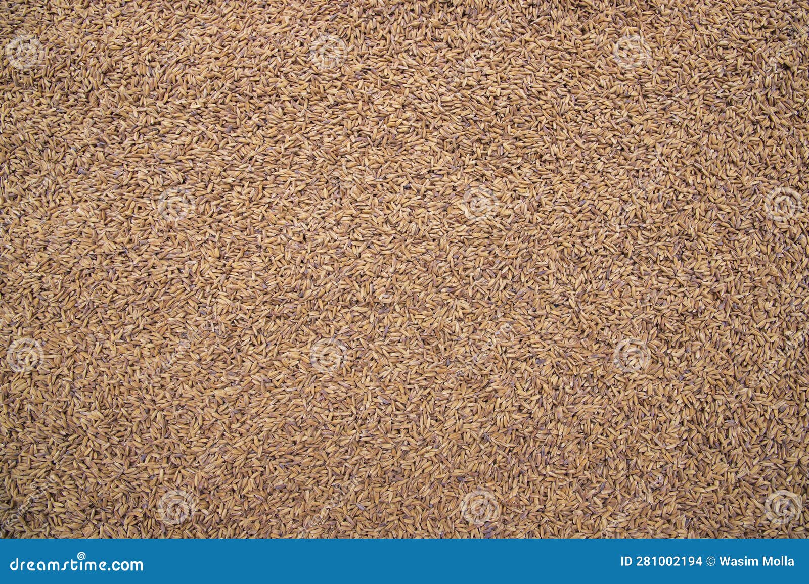 Golden Dry Paddy Seed Texture Background Natural View Stock Photo ...