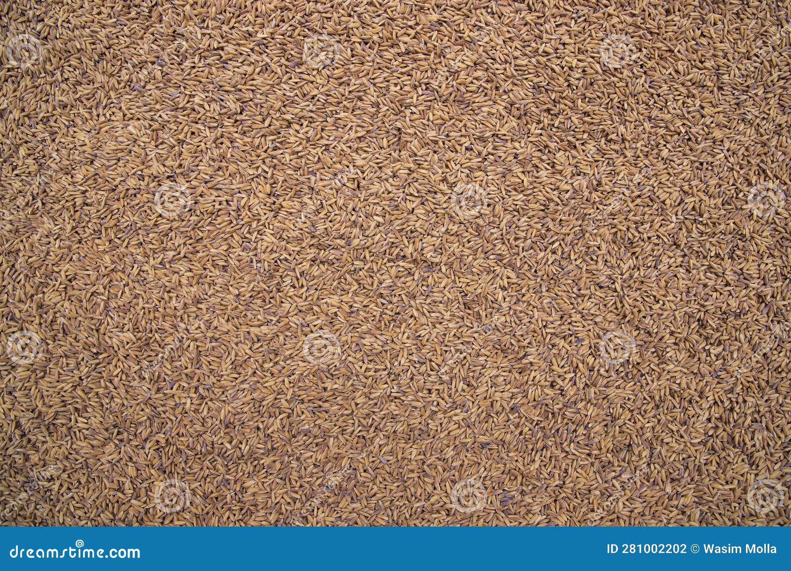 Golden Dry Paddy Seed Texture Background Natural View Stock Photo ...