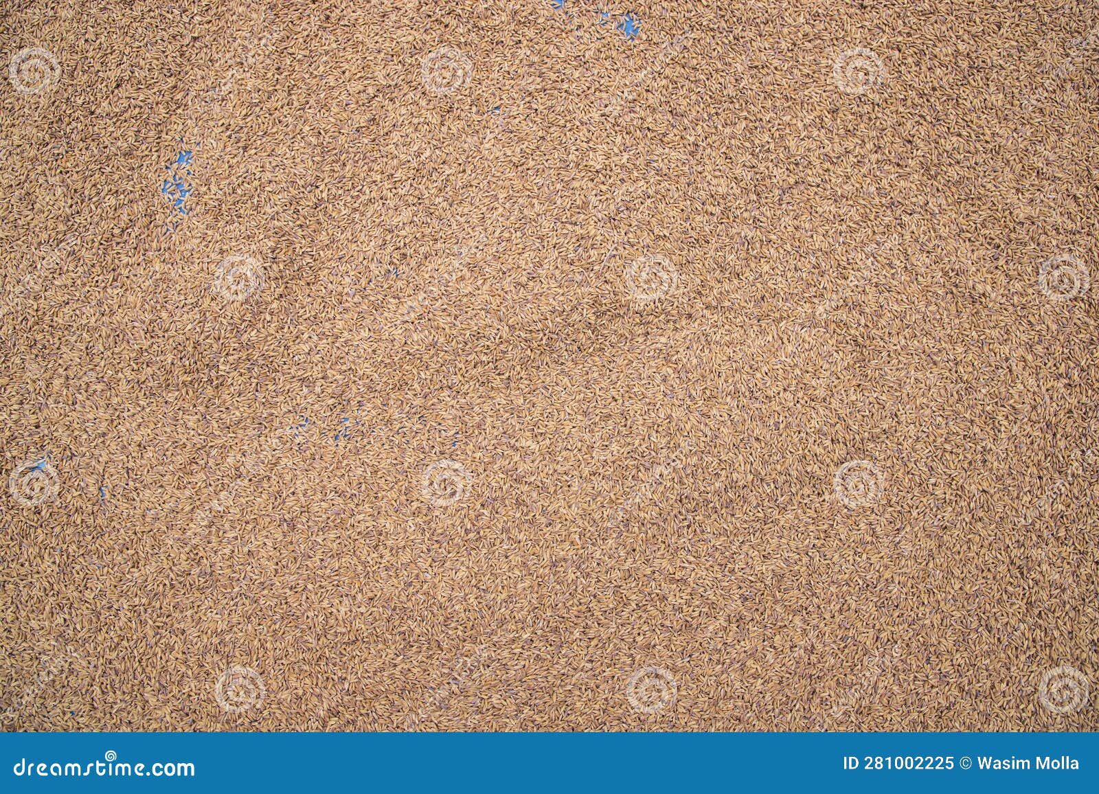 Golden Dry Paddy Seed Texture Background Natural View Stock Image ...