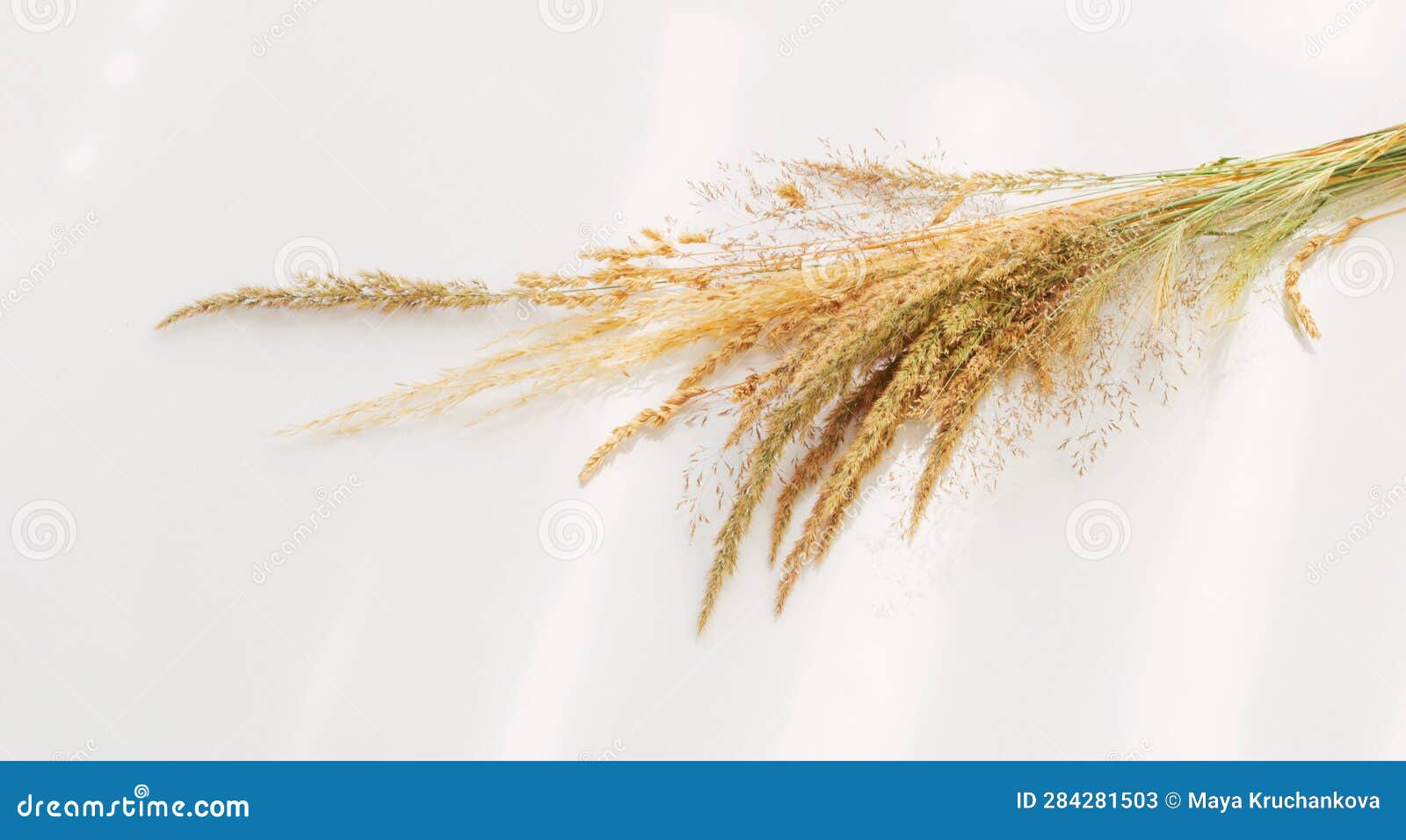 Golden Dry Wild Cereals on White Background in Sunlight Stock Image ...