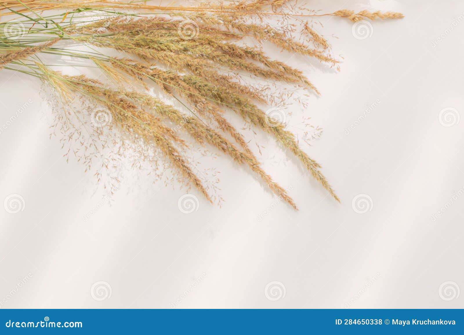 Golden Dry Wild Cereals on White Background in Sunlight Stock Photo ...