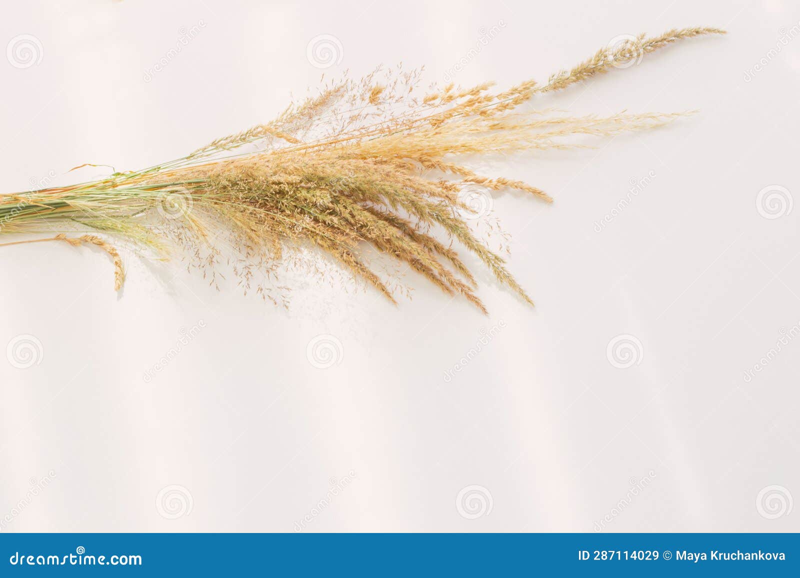 Golden Dry Wild Cereals on White Background in Sunlight Stock Image ...