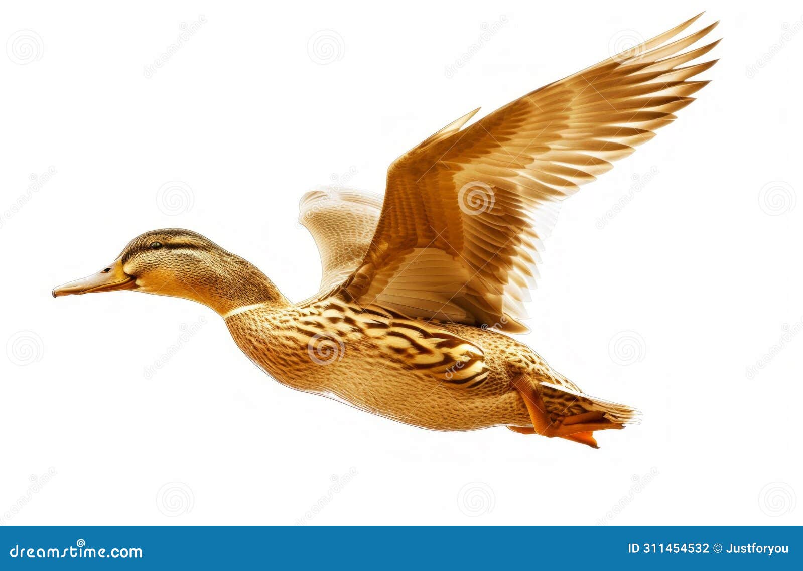 Golden Duck in Flight on a White Background. Generative Ai Stock ...