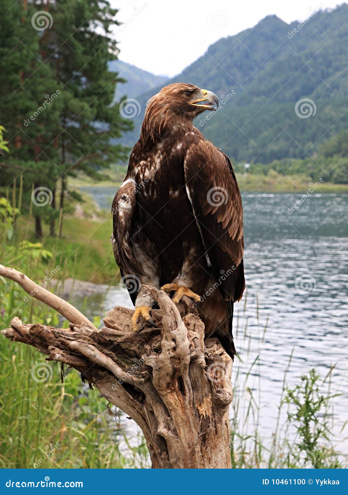 Golden Eagle Eats A Fox Stock Image | CartoonDealer.com #47331091