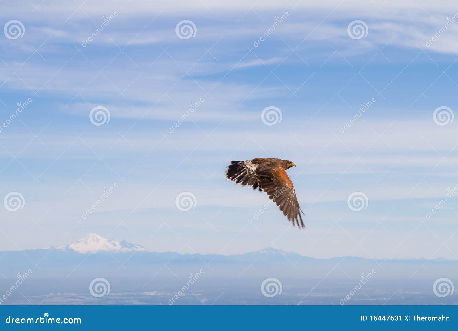 Golden eagle stock image. Image of pink, color, alaska - 16447631