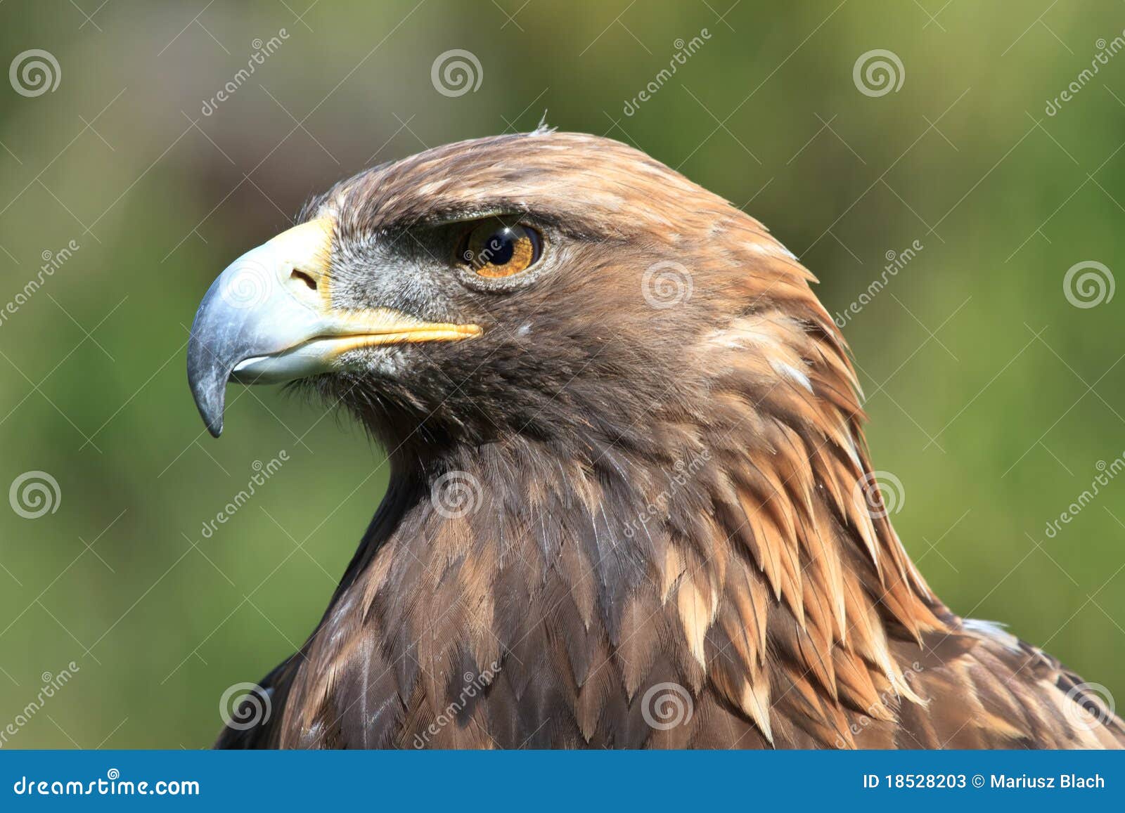 Golden eagle stock image. Image of attacker, symbol, conservation ...