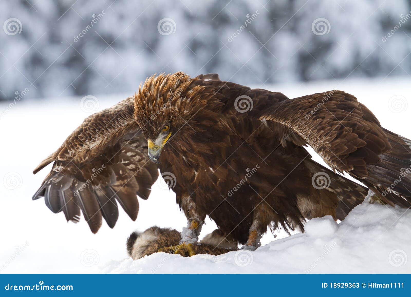 Golden Eagle stock image. Image of carnivorous, bill - 18929363