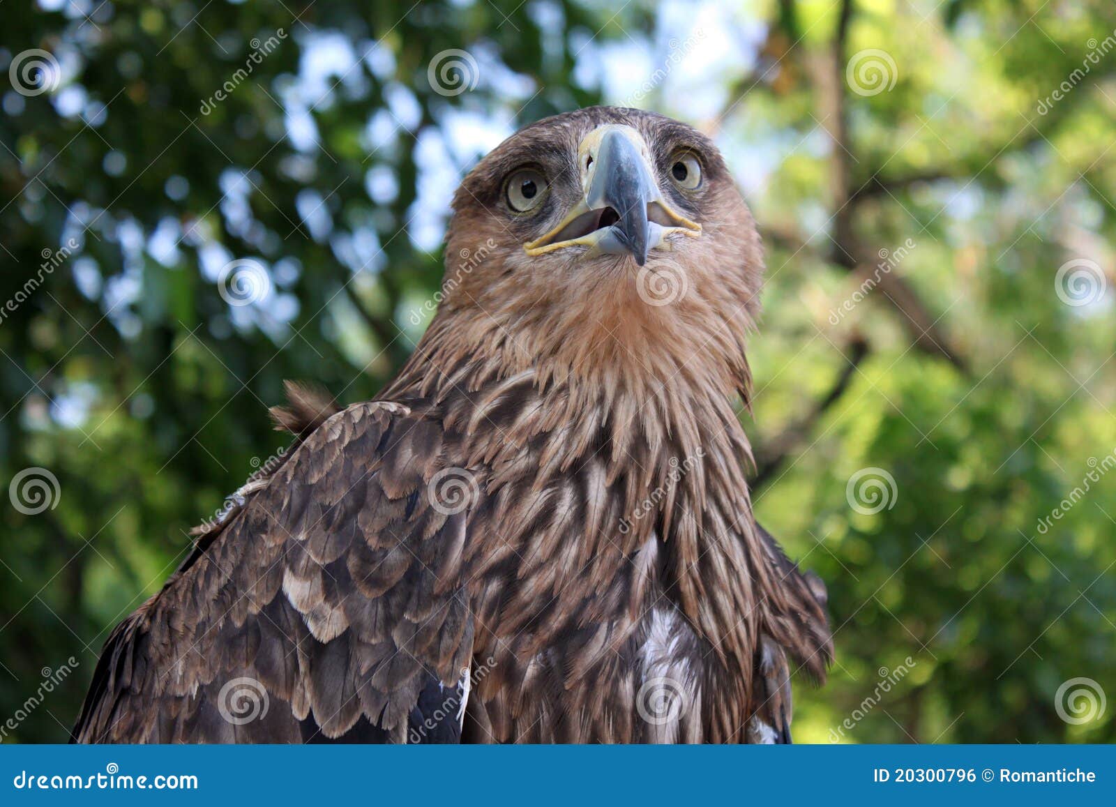 Golden eagle stock photo. Image of eagle, scenery, animal - 20300796