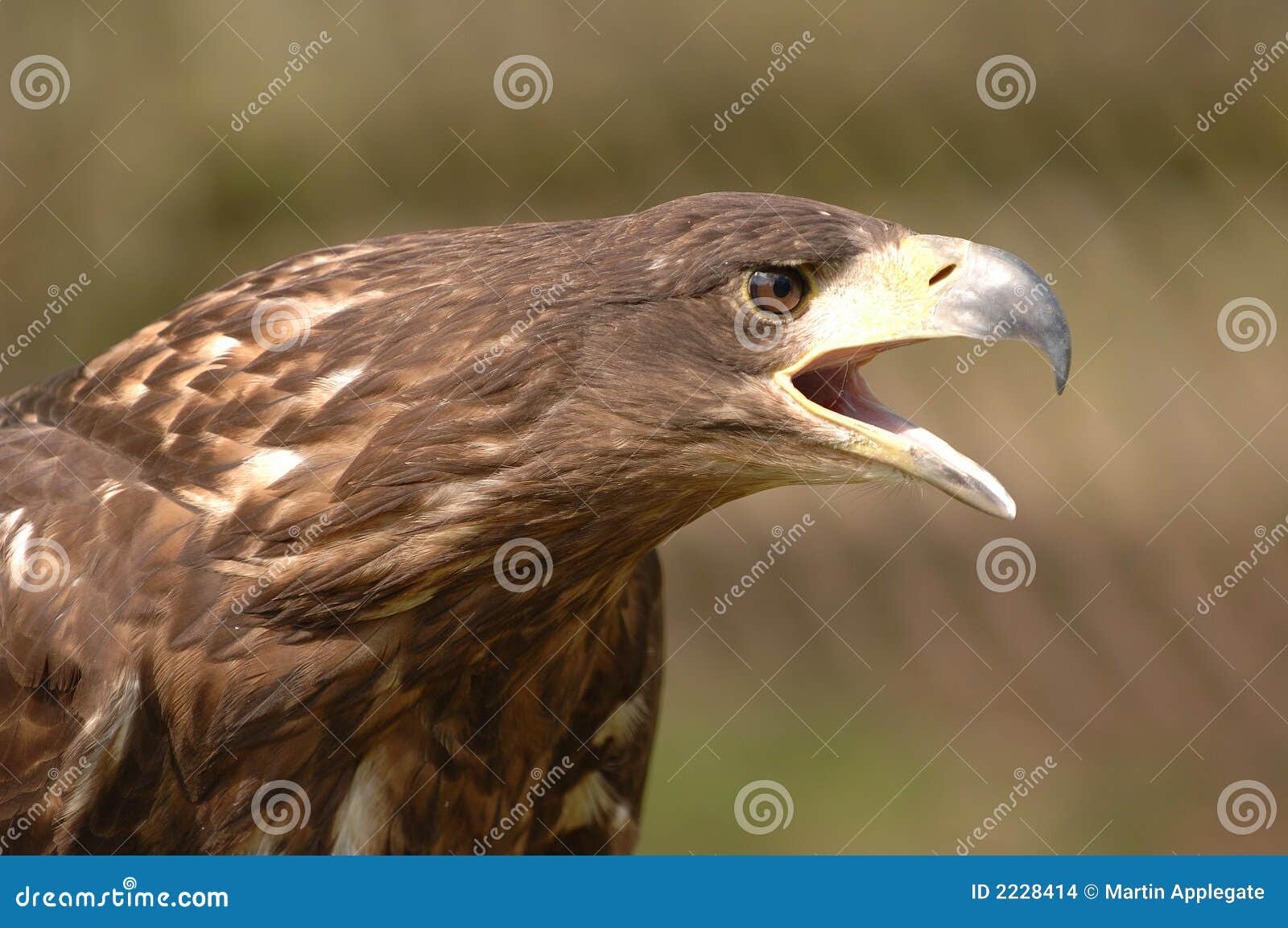 Golden Eagle Eats A Fox Stock Image | CartoonDealer.com #47331091