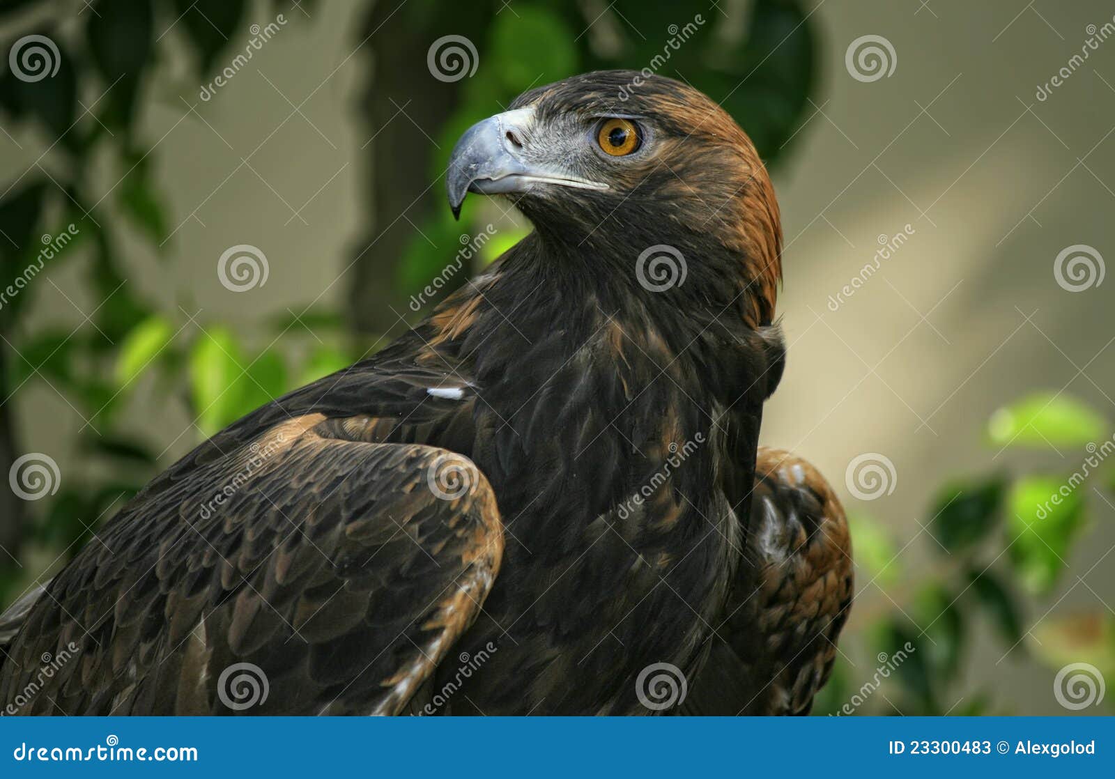 Golden eagle stock image. Image of beak, ravenous, eyes - 23300483