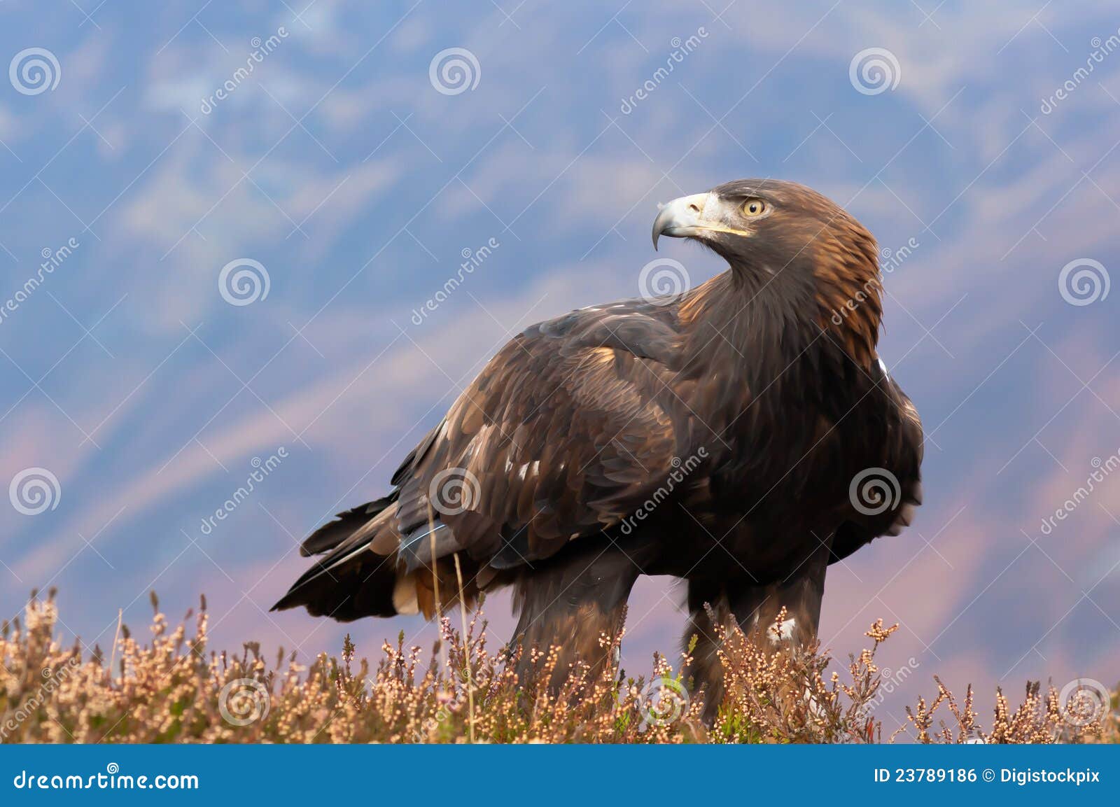 Golden Eagle Eats A Fox Stock Image | CartoonDealer.com #47331091