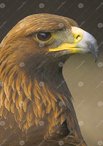 Golden Eagle stock image. Image of eater, gold, colour - 2427153