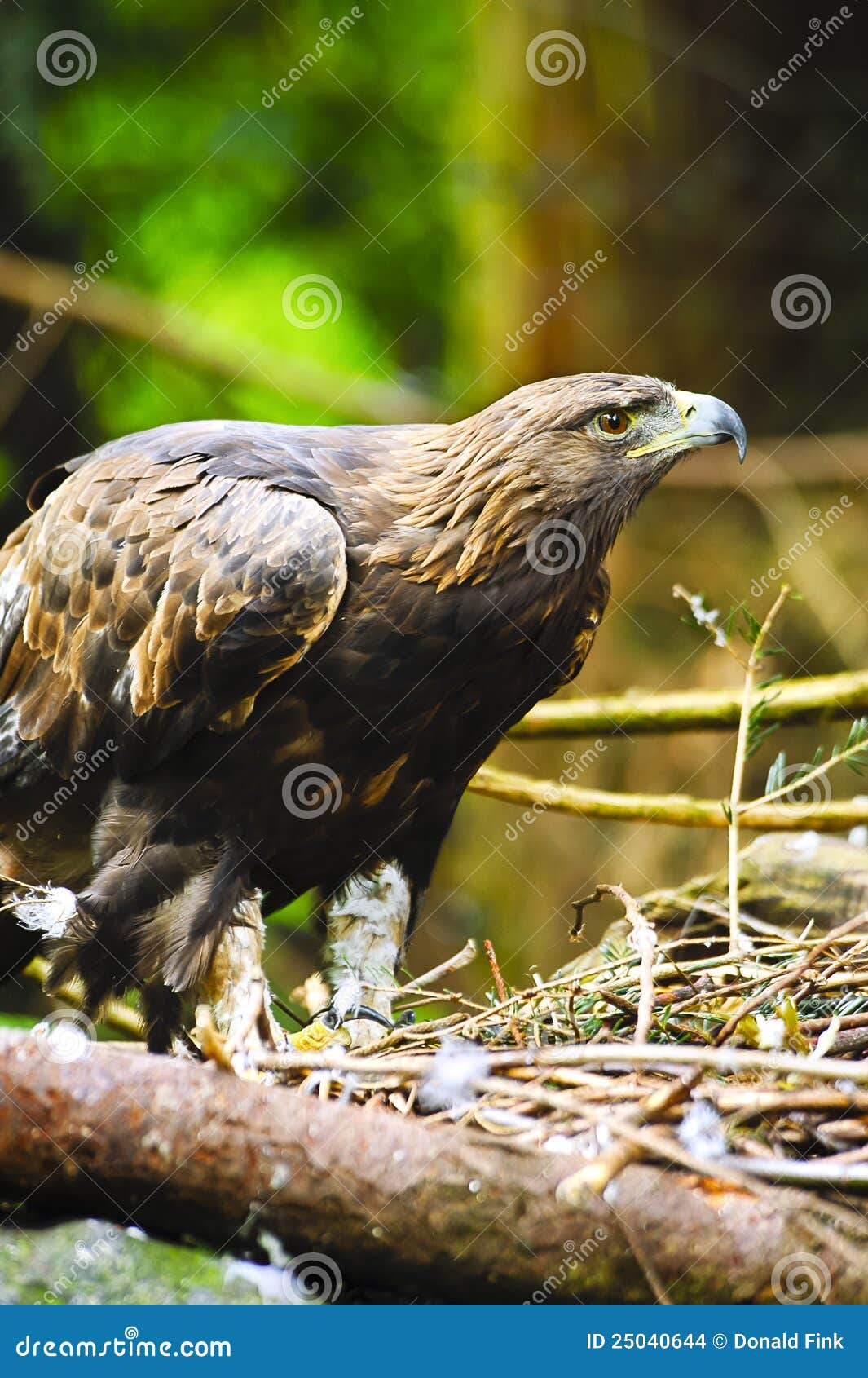 Golden Eagle stock photo. Image of aguila, raptor, perched - 25040644