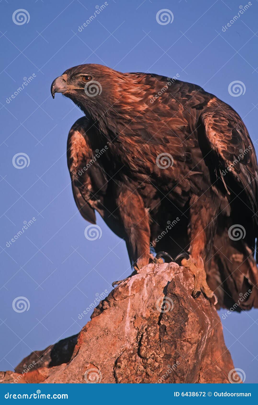 Golden eagle stock photo. Image of prey, golden, feathers - 6438672